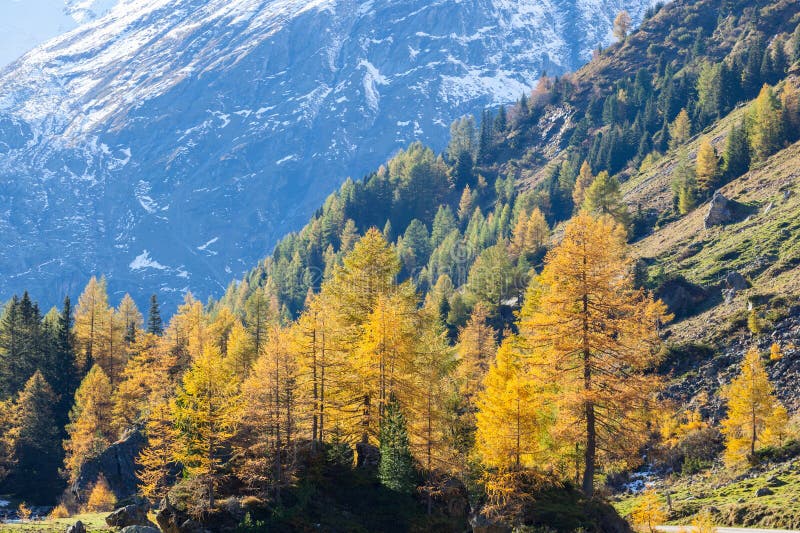 Alp forest stock image. Image of european, nonurban, autumn - 32859839