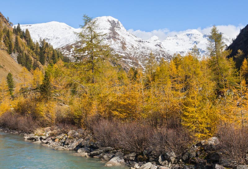 Alp forest in autumn stock image. Image of rolling, rock - 57782675