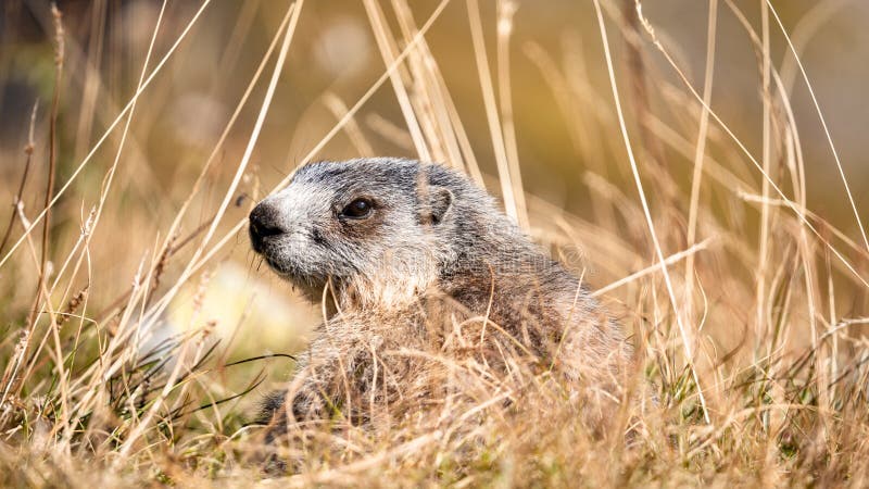 Groundhog on Alpine Flower Meadow Stock Photo - Image of marmot, mammal ...