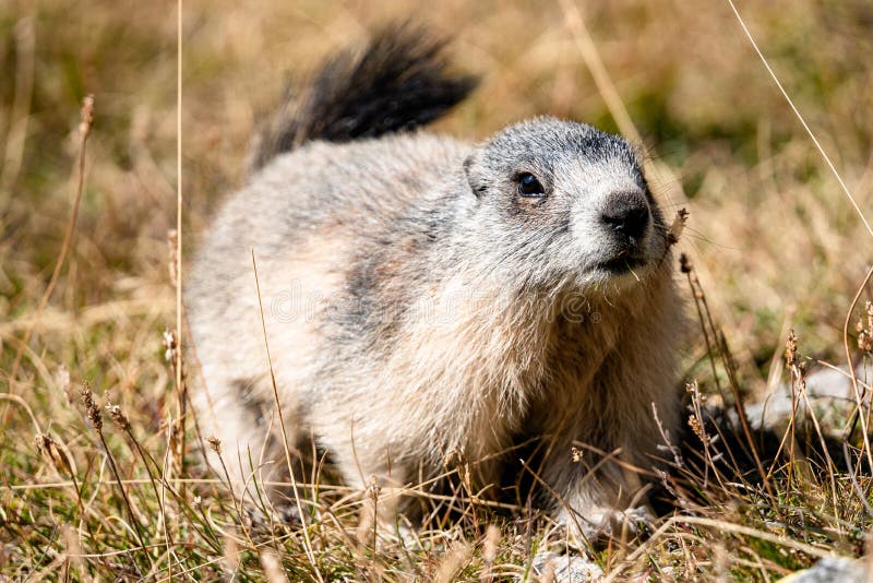 Alp Groundhog (alpine Marmot) in a Field of Dry Grass in the Alps Stock ...