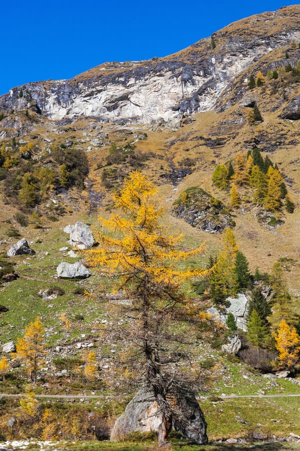 Alp view stock image. Image of extreme, nature, larch - 33262751