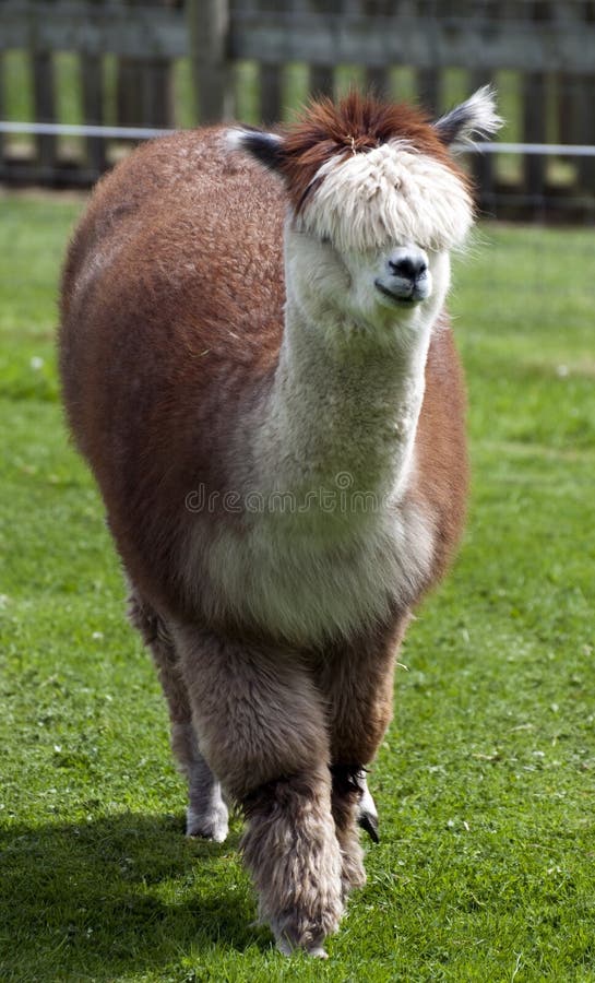 Alpaca stock photo. Image of folly, llama, camelid, species - 15291832