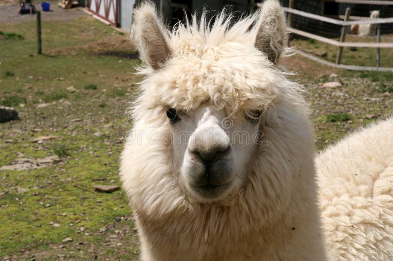 Alpaca stock image. Image of newfoundland, alpaca, wool - 15761835