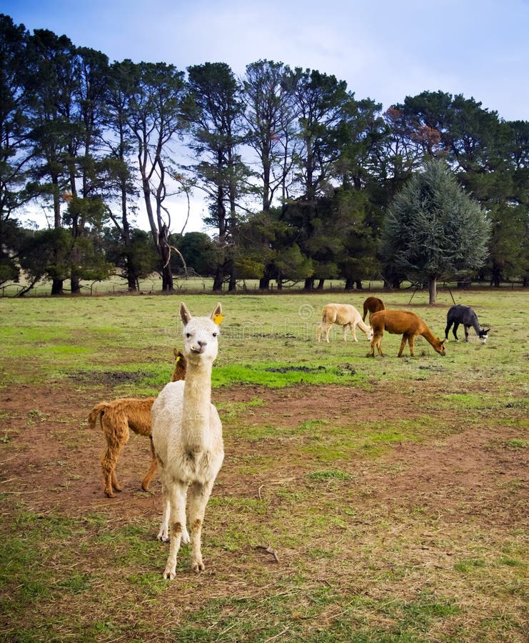 Alpaca field stock image. Image of trees, oregon, ranch - 715855