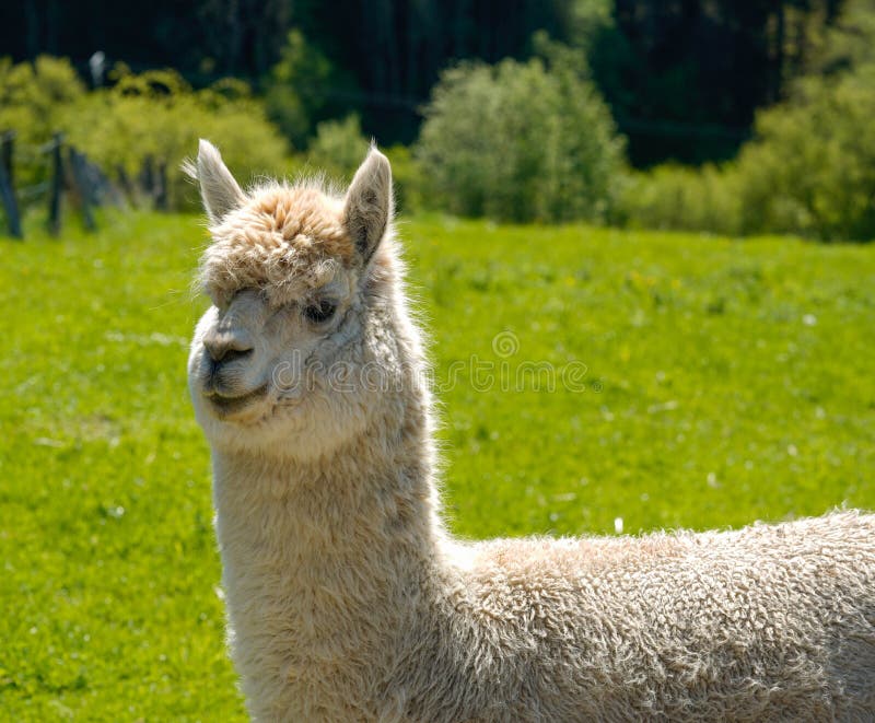 Alpaca, Alpaka, Lama Photo in Nature Stock Photo - Image of blurred ...
