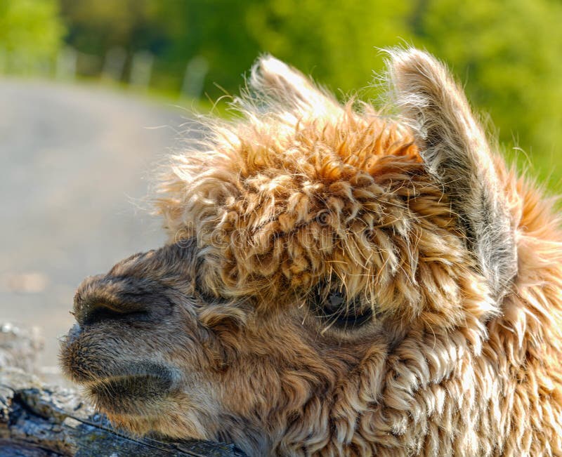 Alpaca, Alpaka, Lama Portrait Stock Image - Image of field, wool: 222343289