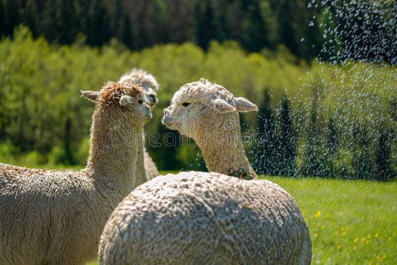 Group of Alpaca, Alpaka, Lama Having Bath Stock Image - Image of bath ...