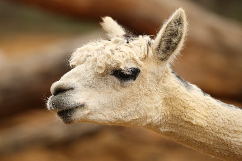 Alpaca stock image. Image of america, south, feeding, cute - 225587