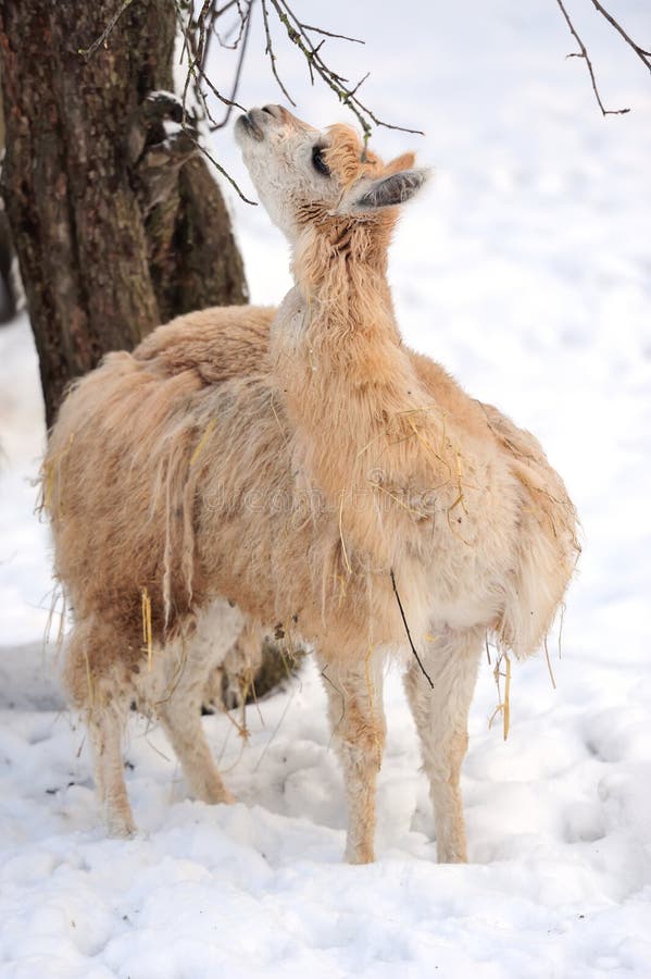 Alpaca stock image. Image of snow, vertebrate, farm, facial - 28993045