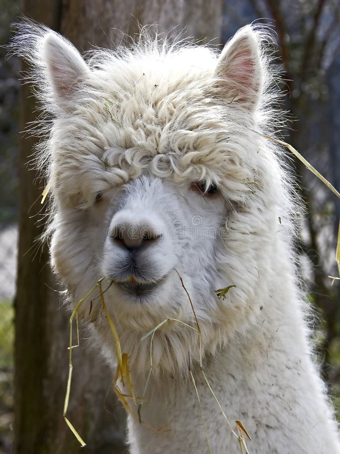 Alpaca 3 stock image. Image of nature, zoology, graze - 13699653