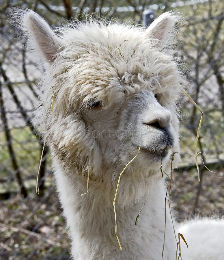 Alpaca 4 stock image. Image of hoof, nice, andes, pasture - 13923535