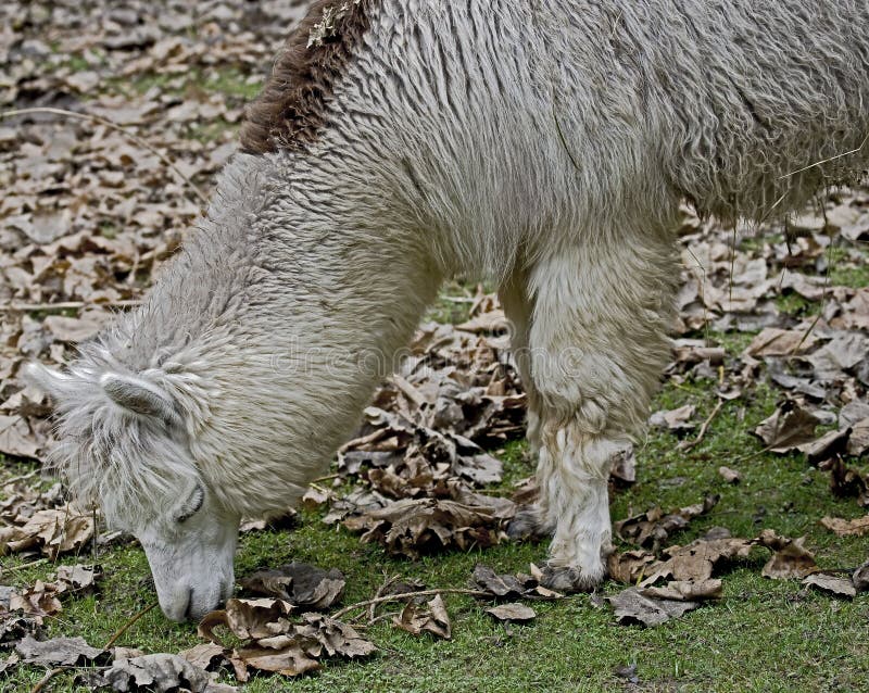 Alpaca 2 stock photo. Image of animal, hoof, mountain - 13304842