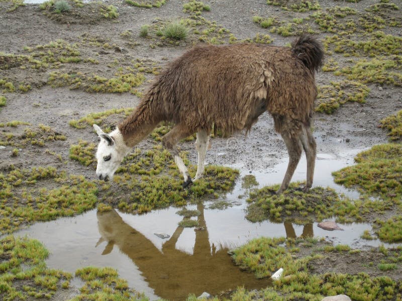 Alpaca stock image. Image of grass, water, hole, drinking - 912417