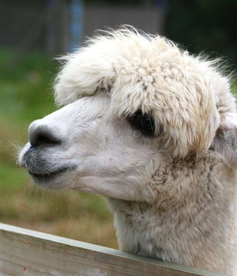 Alpaca stock image. Image of cuddle, nose, mouth, dirty - 9397487