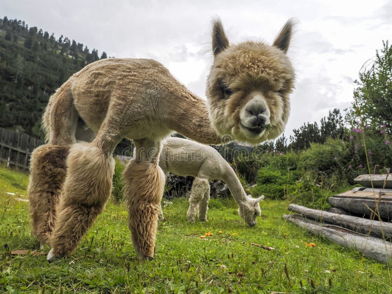 Alpaca Adorable Fluffy Portrait Looking at You Stock Image - Image of ...