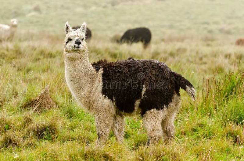 Alpaca stock image. Image of inquisitively, range, hide - 43015349
