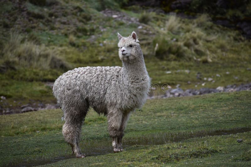 An Alpaca among the Andes Mountain Range in Peru Stock Photo - Image of ...