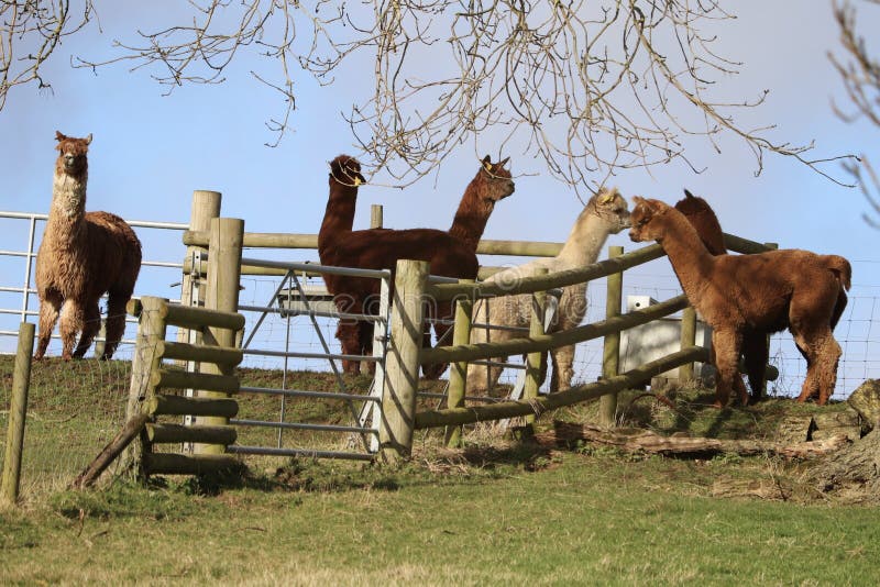 Alpaca Animals Bread for Soft Fur Stock Image - Image of group, soft ...