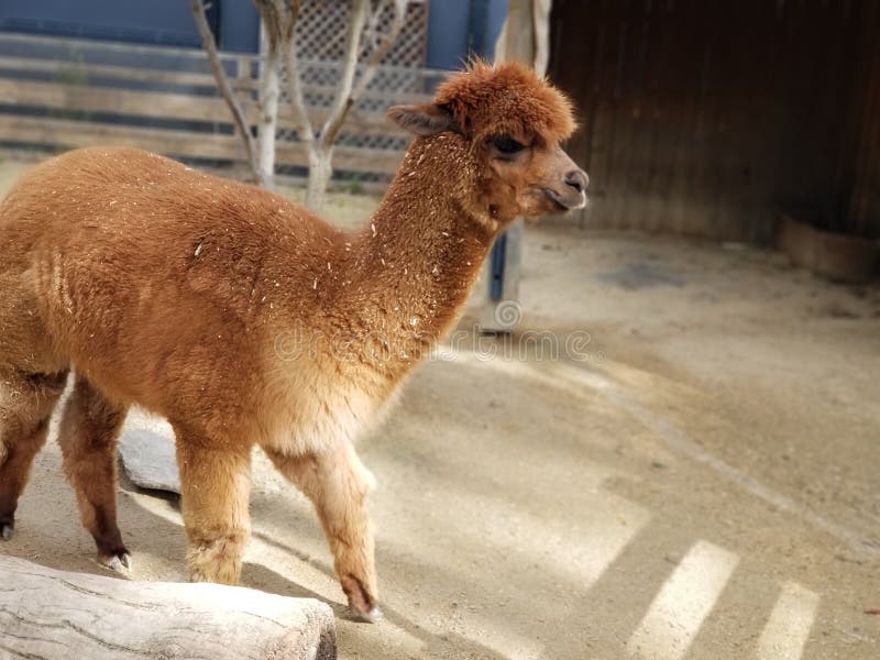 Alpaca australia zoo imagen de archivo. Imagen de cabras - 188630563