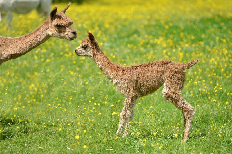 Alpaca stock photo. Image of young, alpaca, field, foal - 93587472
