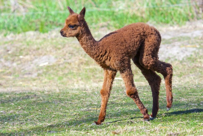 Alpaca baby stock photo. Image of sunshine, lama, baby - 39526386