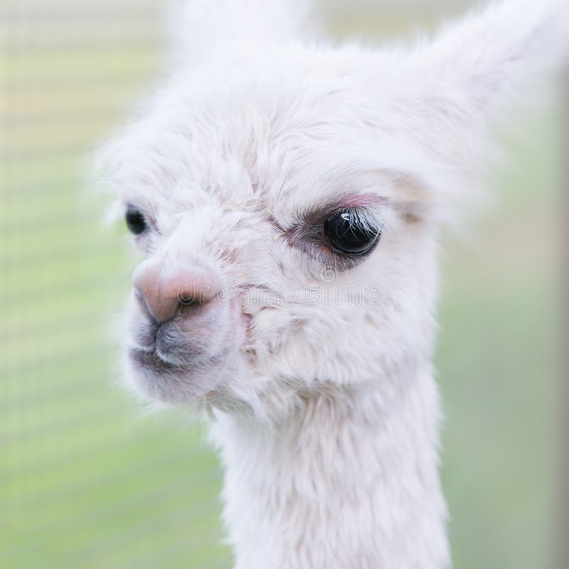 Alpaca blanca del bebé imagen de archivo. Imagen de bebé - 14903609