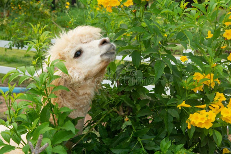 Alpaca Blanca Disfruta Comiendo Hojas Imagen de archivo - Imagen de ...