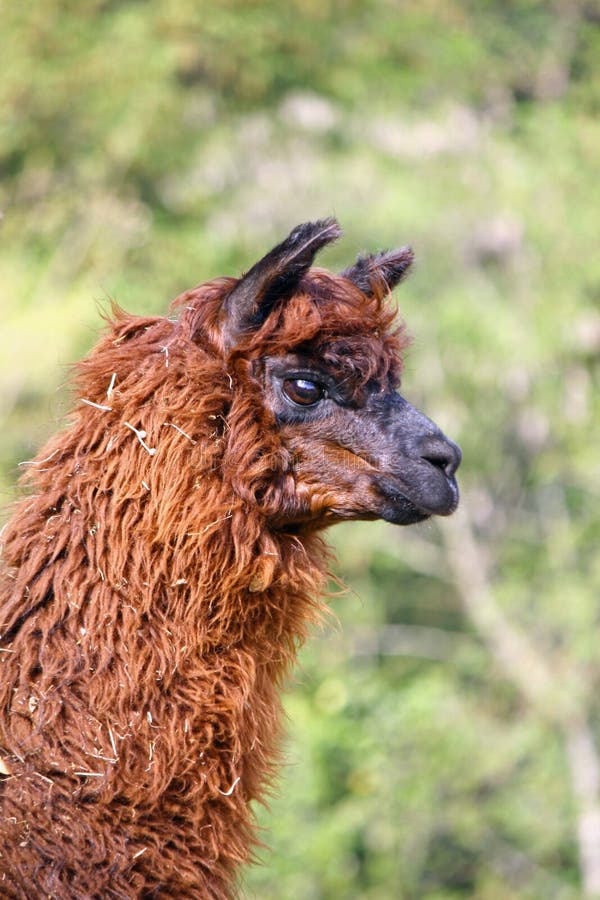Alpaca with the Body Covered with Soft Woolly Curls Stock Image - Image ...