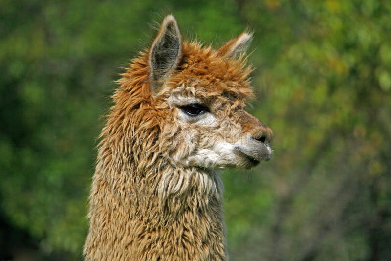 Alpaca with the Body Covered with Soft Woolly Curls Stock Photo - Image ...