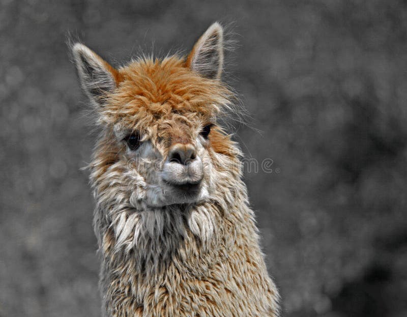 Alpaca with the Body Covered with Soft Woolly Curls Stock Image - Image ...
