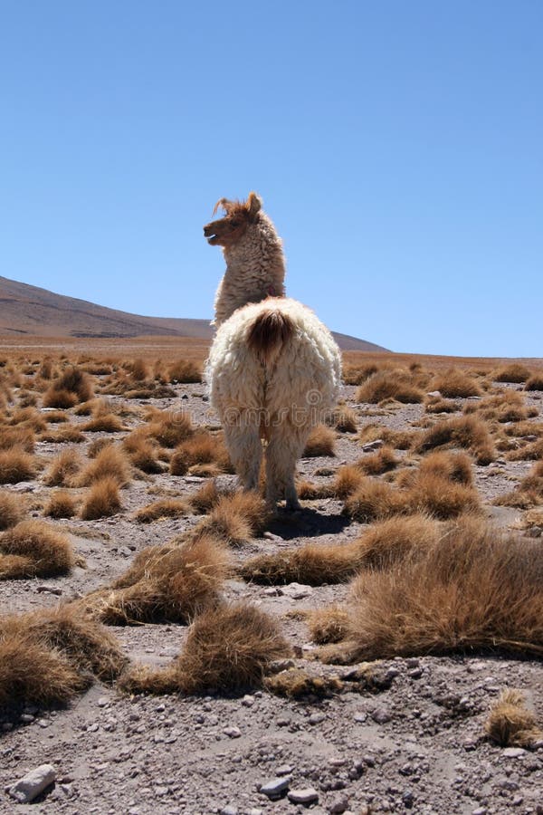 Alpaca in Bolivia stock image. Image of bolivia, lama - 23235007