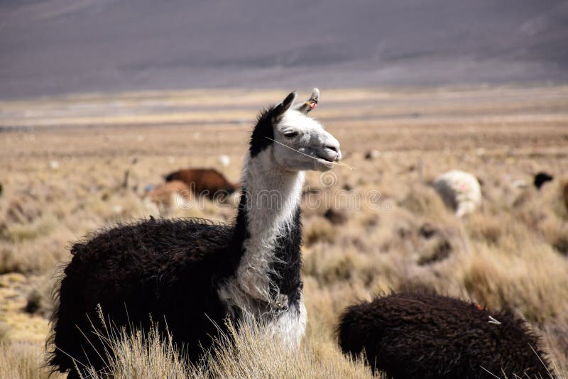 Alpaca Chewing Grass on Bolivian Altiplano. Stock Image - Image of ...