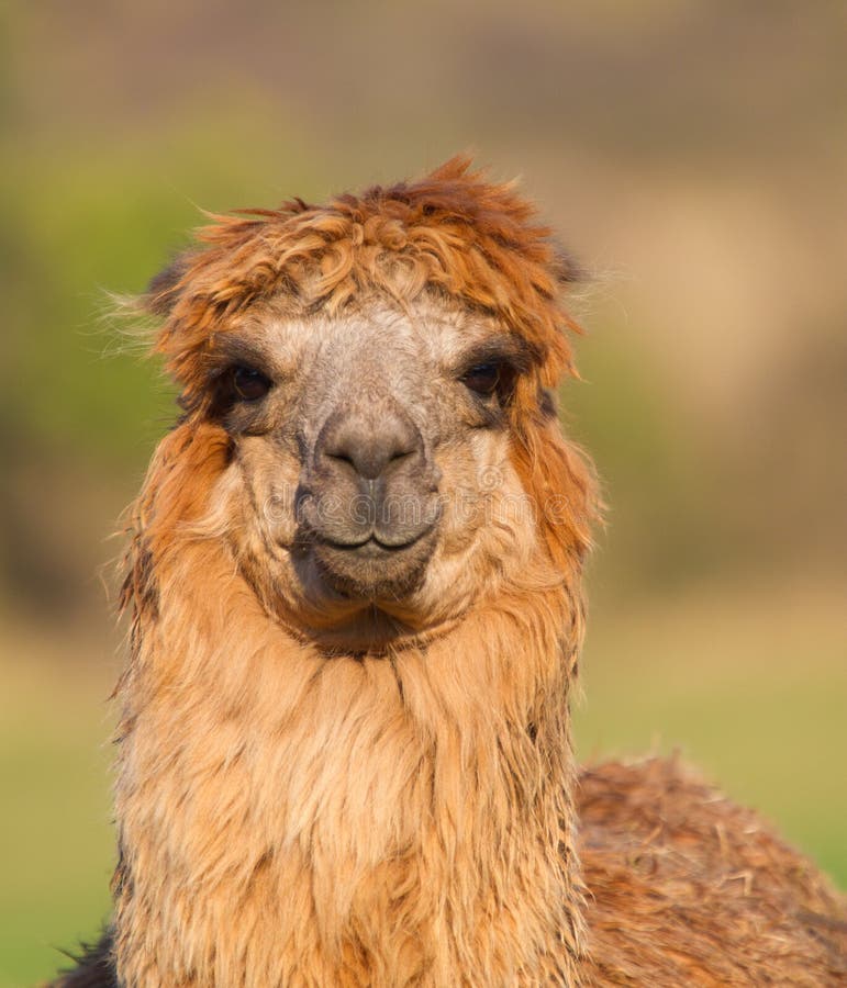 Brown Alpacas smiley face stock photo. Image of female - 28632622