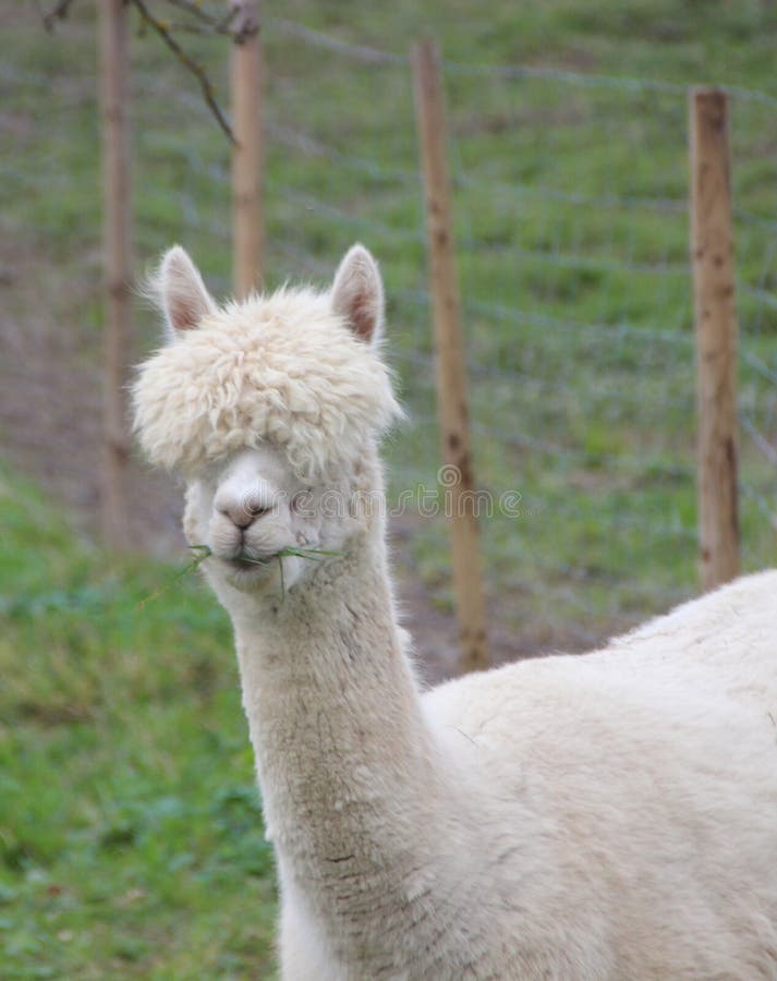Alpaca, Camel Like Mammal, Llama, Terrestrial Animal Picture. Image ...