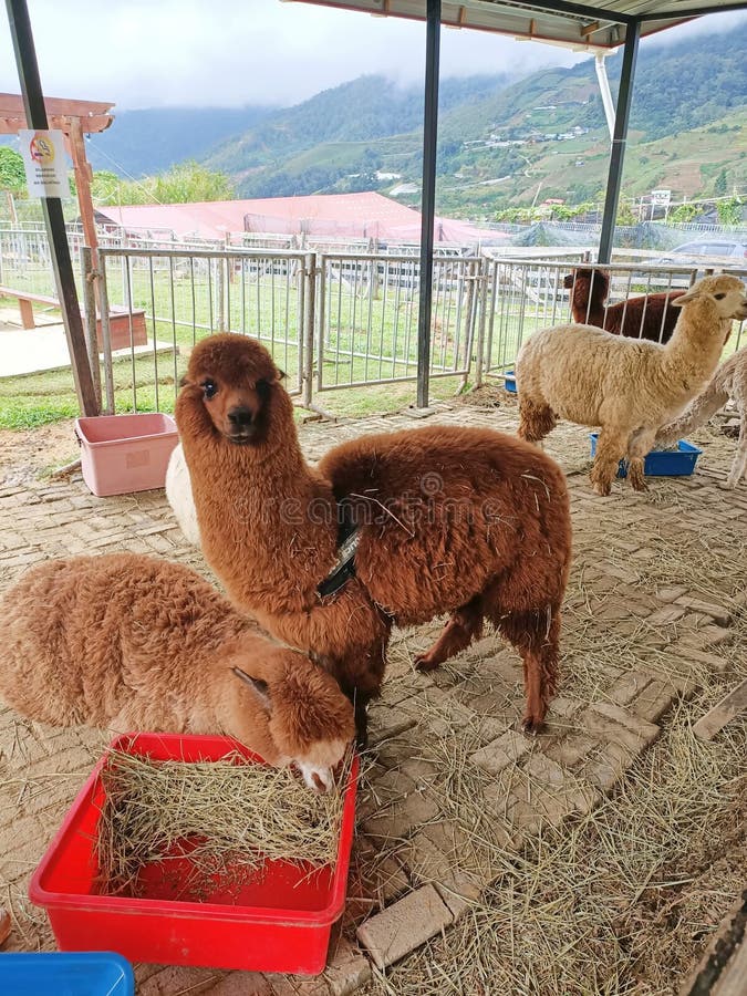 Alpaca. Camelid Mammal Animal. Brown. Eating Grass. Stock Photo - Image ...