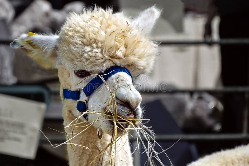 Alpaca Chewing on Straw stock photo. Image of ungulate - 36217936