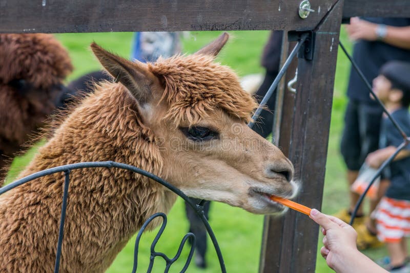 Alpaca stock photo. Image of nose, feeding, farm, green - 60526330