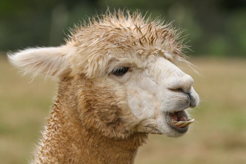 Alpaca Open Mouth Stock Photos - Free & Royalty-Free Stock Photos from ...