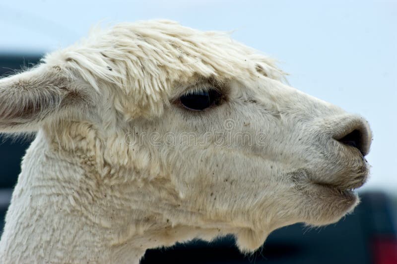 Alpaca stock image. Image of white, alpaca2, close, ears - 89643999