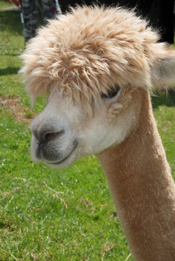 Alpaca closeup face stock photo. Image of face, domesticated - 174090244