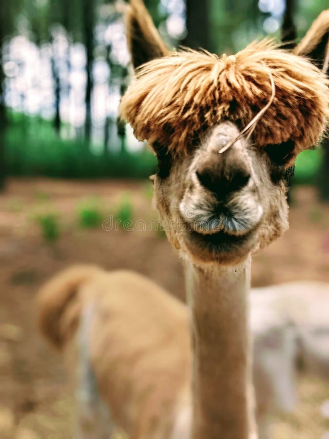 Alpaca closeup smile stock photo. Image of animal, mammal - 250233482