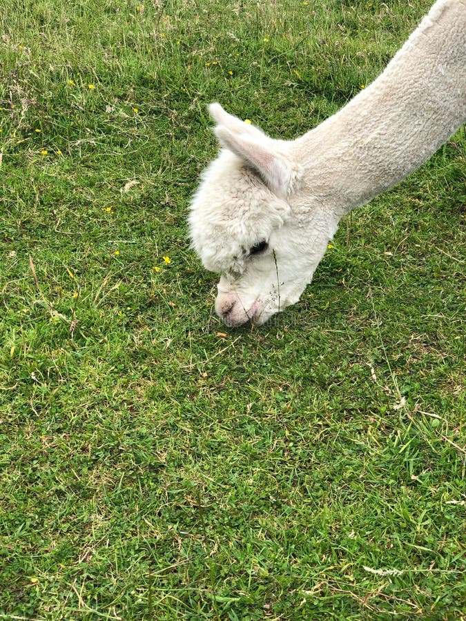 Alpaca comiendo de hierba foto de archivo. Imagen de granja - 257244500