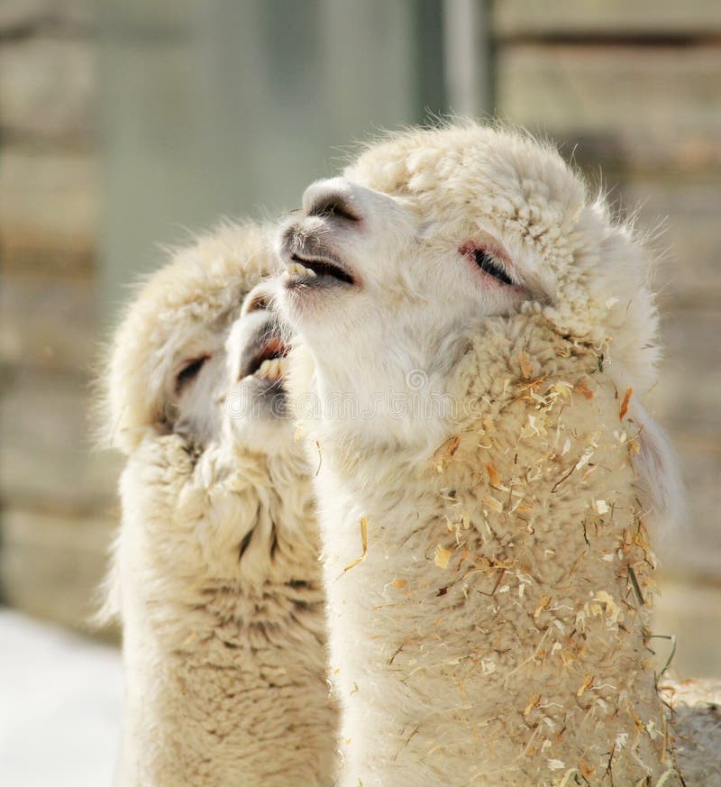 Adorable Alpacas stock photo. Image of snuggling, furry - 809016