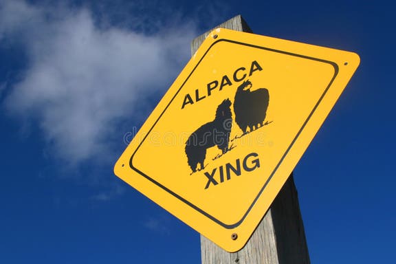 Alpaca Crossing stock photo. Image of xing, bull, crossing - 3716970