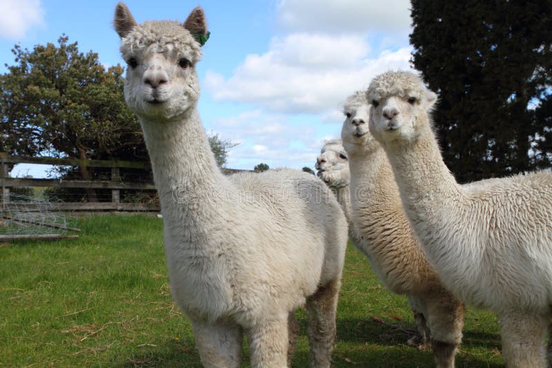 Alpaca stock photo. Image of domestic, blue, america - 38565006