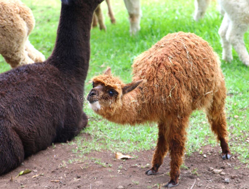 Una Alpaca Recién Nacida Sonriendo Después De Aprender a Tumbarse Foto ...