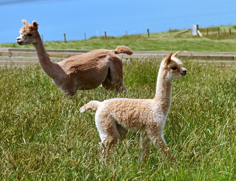 Alpaca Del Bebé En El Altiplano De Chile Septentrional Foto de archivo ...