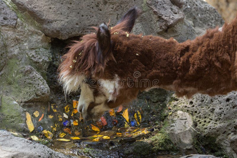 Alpaca Drinking Water Stock Photos - Free & Royalty-Free Stock Photos ...