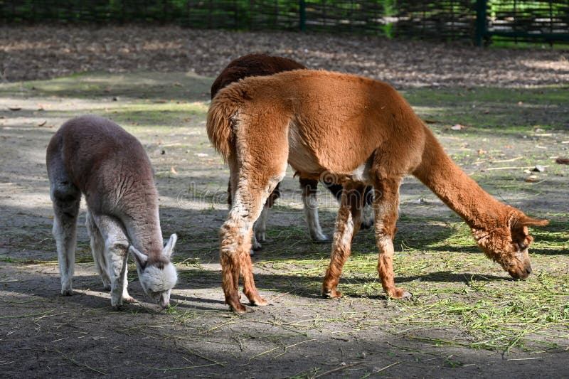 Alpaca on the farm stock photo. Image of wild, animals - 256929952