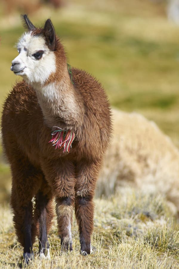 Alpaca Del Bebé En El Altiplano De Chile Septentrional Foto de archivo ...